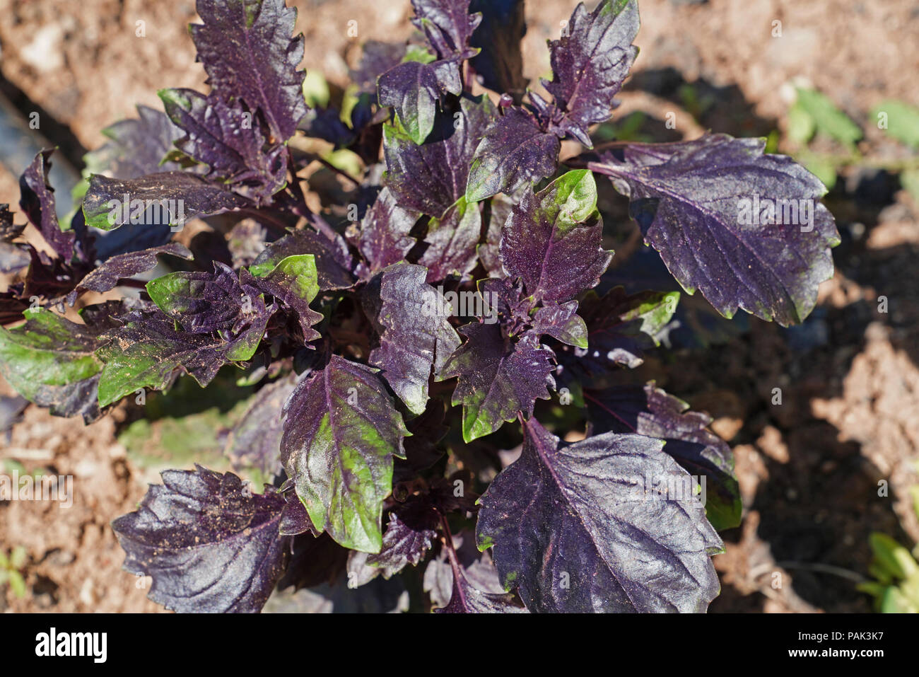 Purple basil growing in an organic garden in summer time under the sun ...