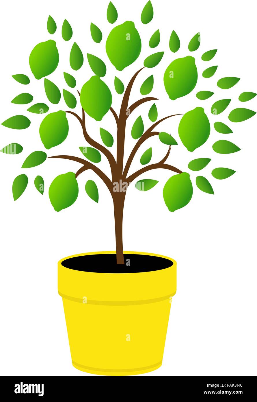 Young lime tree Stock Vector Images - Alamy
