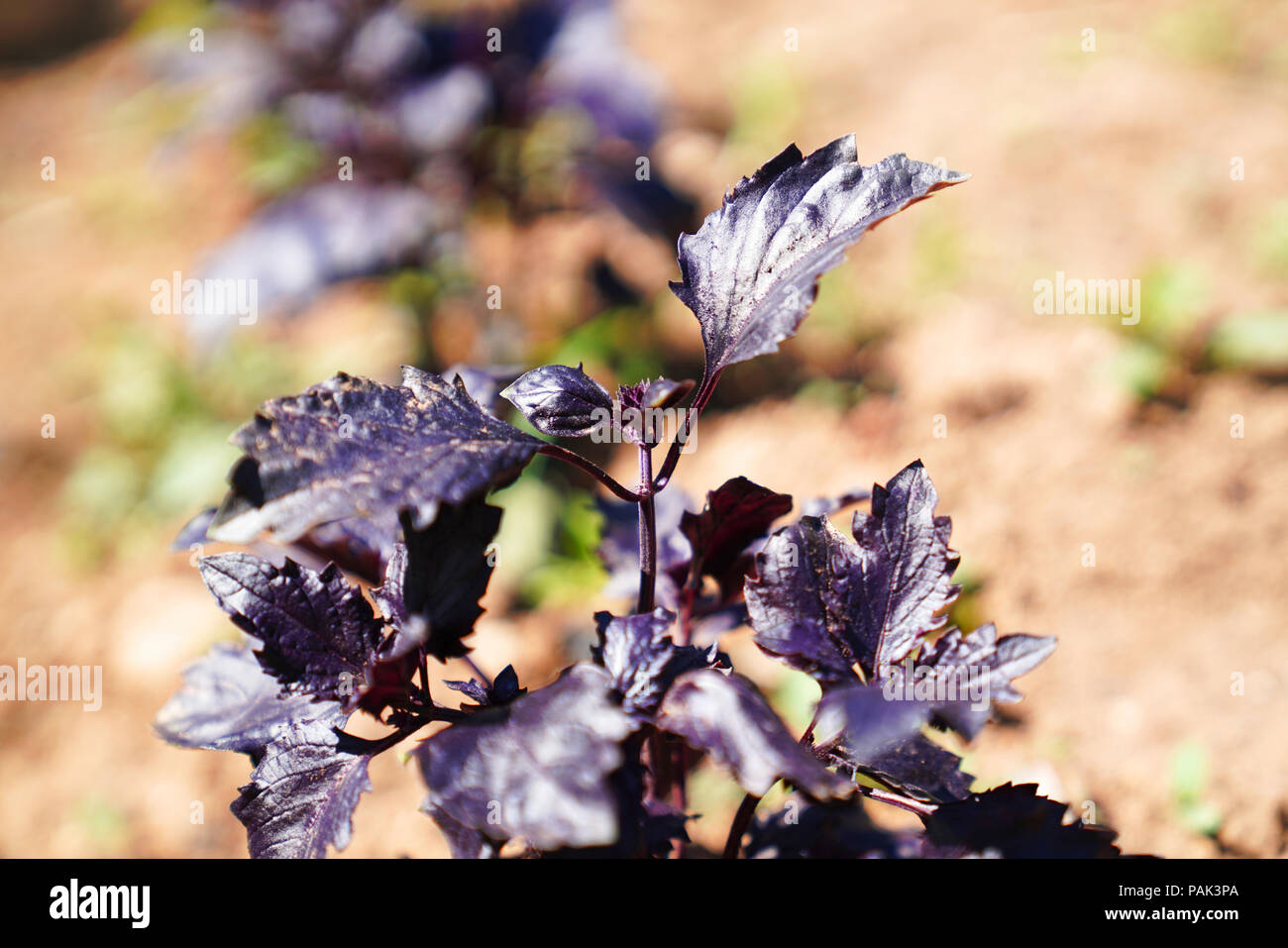 Purple basil growing in an organic garden in summer time under the sun ...
