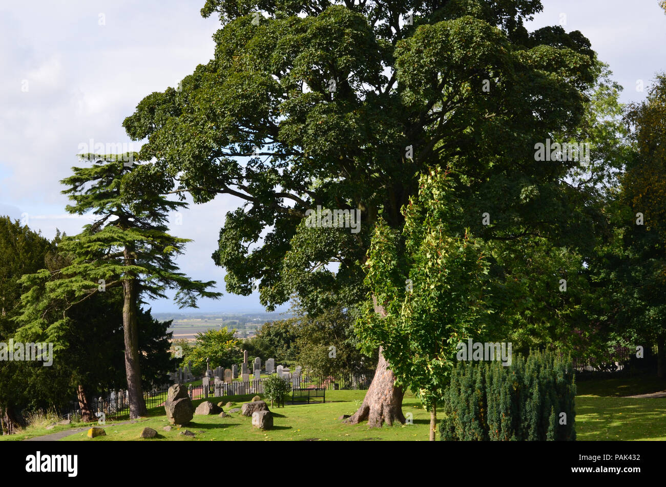 Pretty and old tree living in a scottish graveyard Stock Photo - Alamy