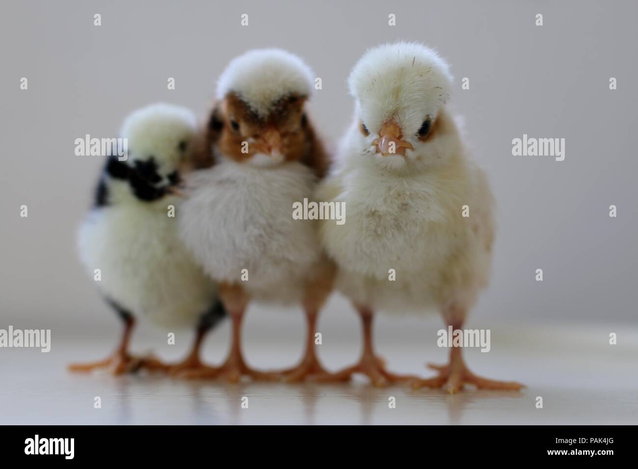 Three little chicks stand together Stock Photo - Alamy