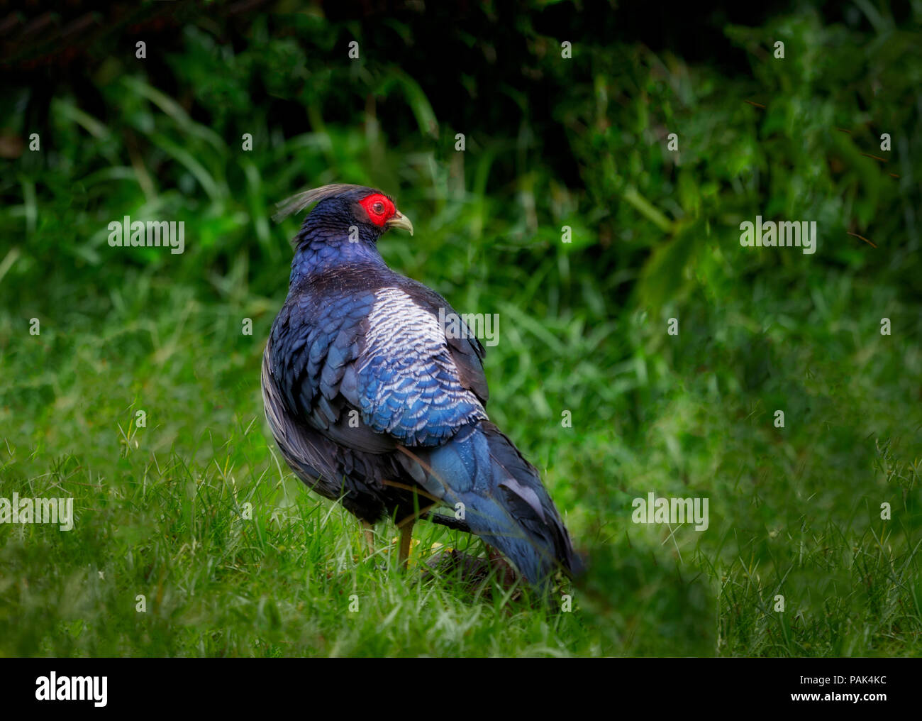 Kalij Pheasant. Hawaii, the big island Stock Photo - Alamy