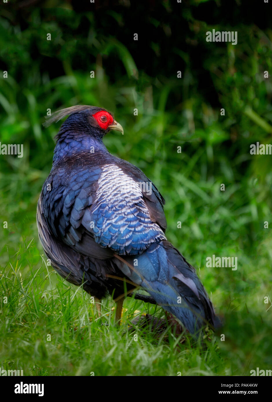 Kalij Pheasant. Hawaii, the big island Stock Photo - Alamy