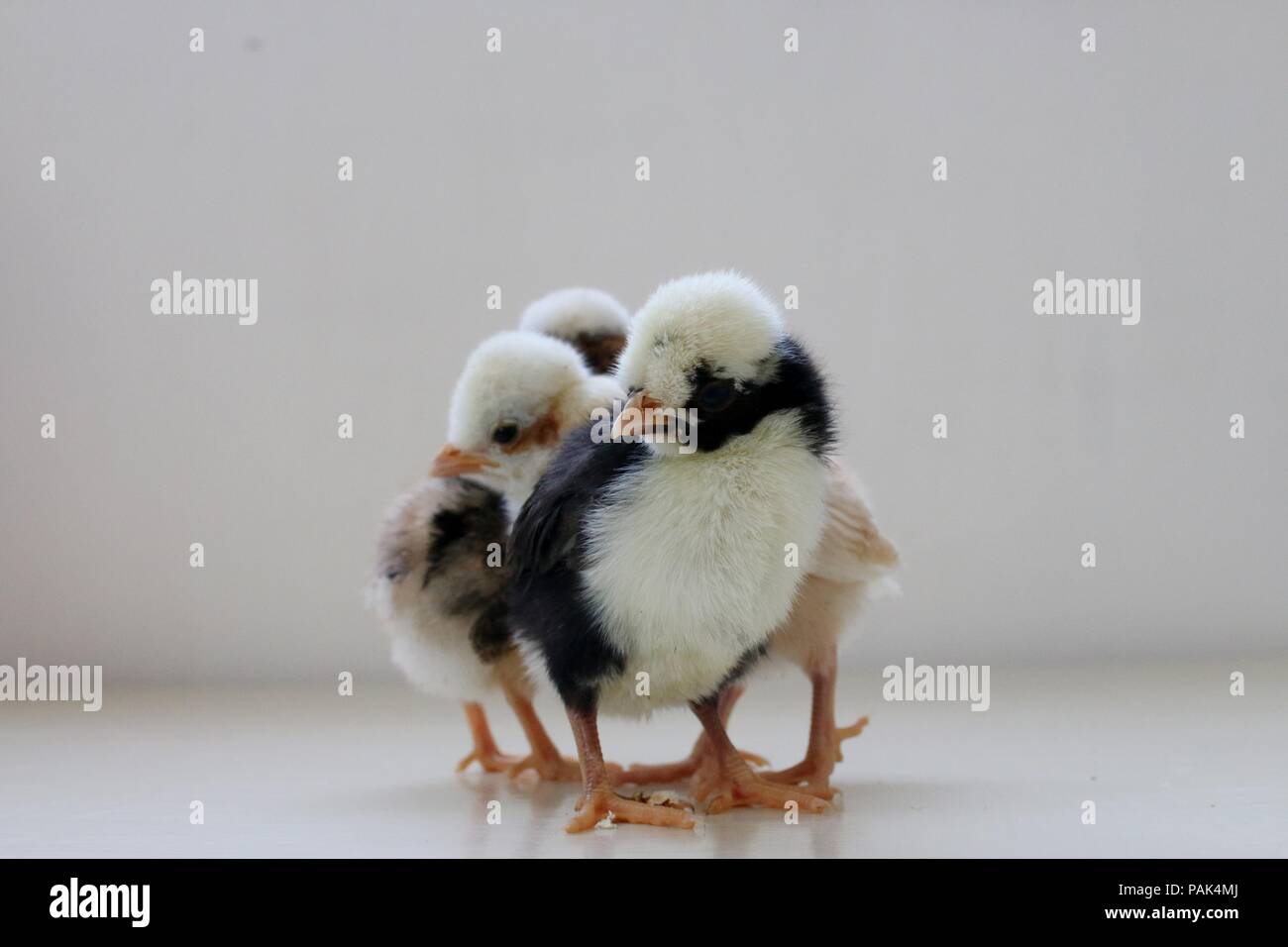 Three little chicks stand together Stock Photo - Alamy