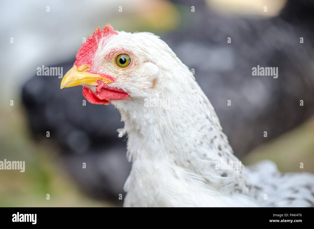 Cute white young chicken looking at the camera and me in a close ...