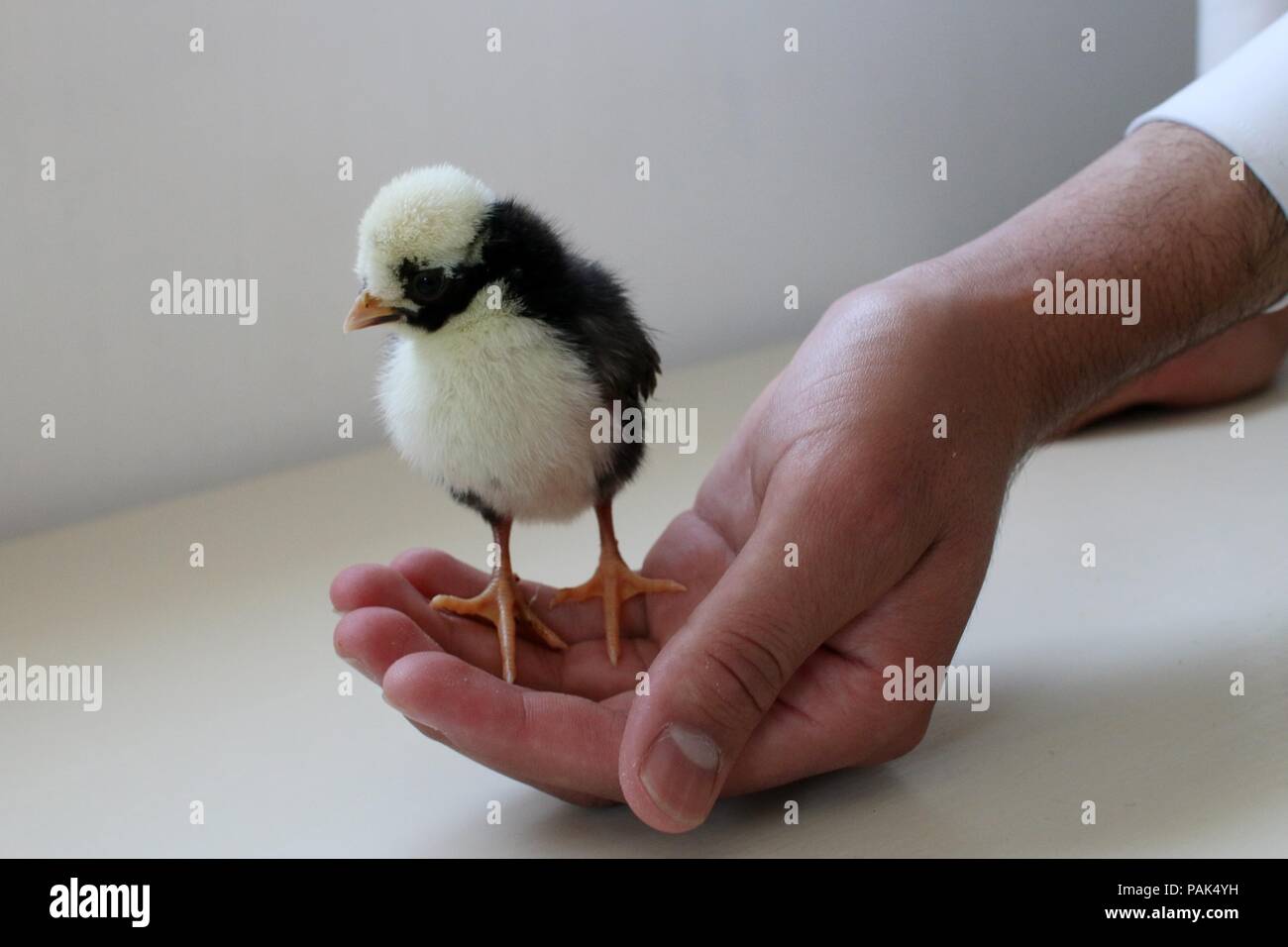 Beautiful chicken photos hi-res stock photography and images - Alamy