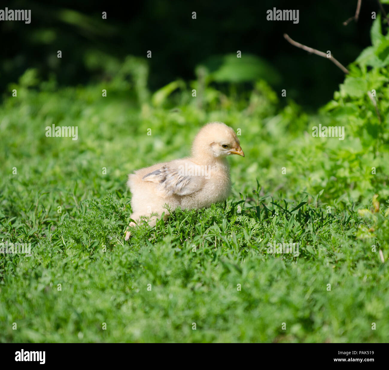 Baby chick walking in the grass Stock Photo - Alamy