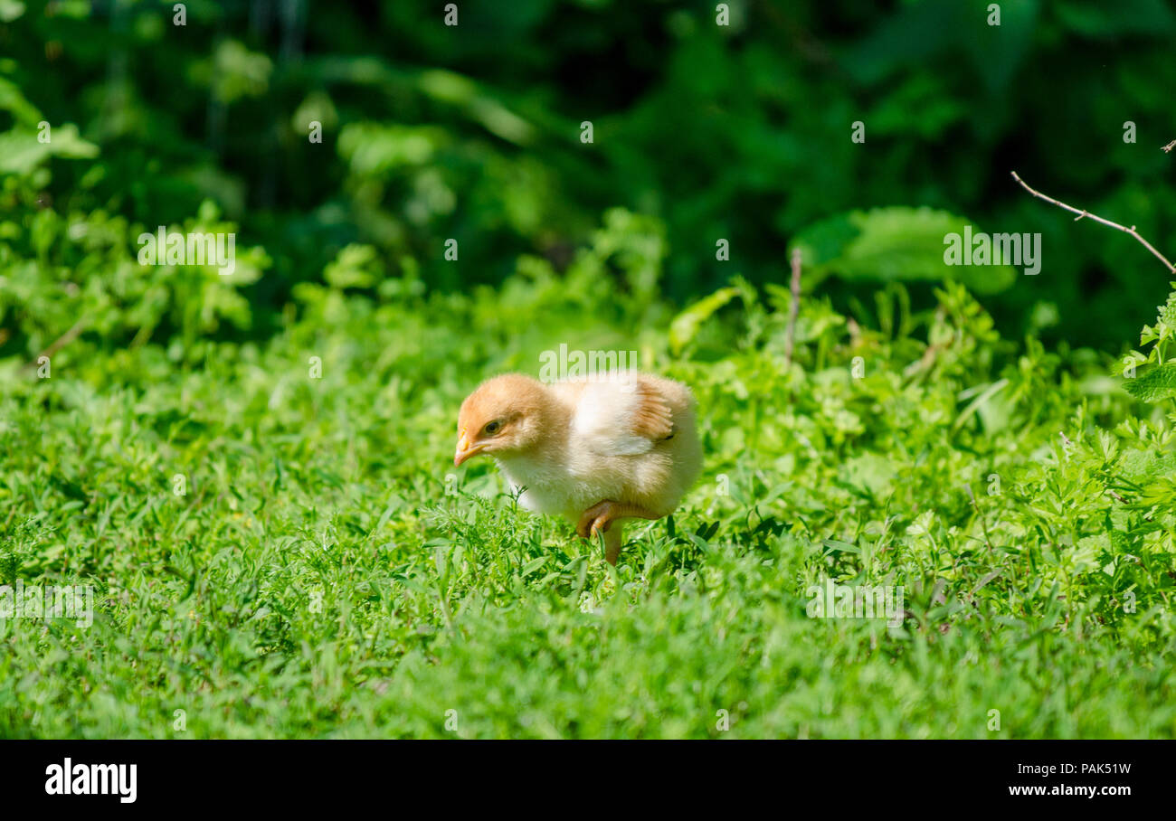 Cute small baby brown yellow chick pecking in the garden on a sunny ...