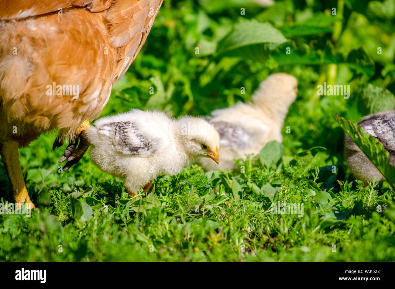 Chicks pecking grass on chicken hi-res stock photography and images - Alamy