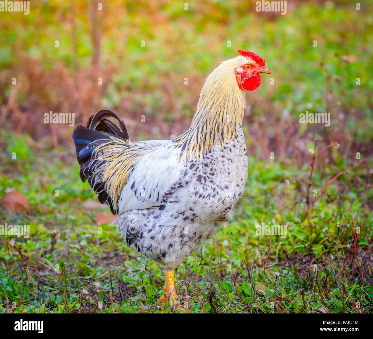 Rooster profile view with a green garden background view and bright ...