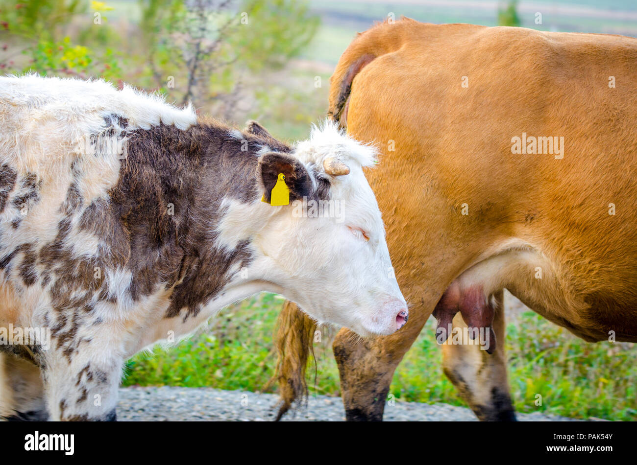 Cow close profile view while the herd is walking on a road with a green ...