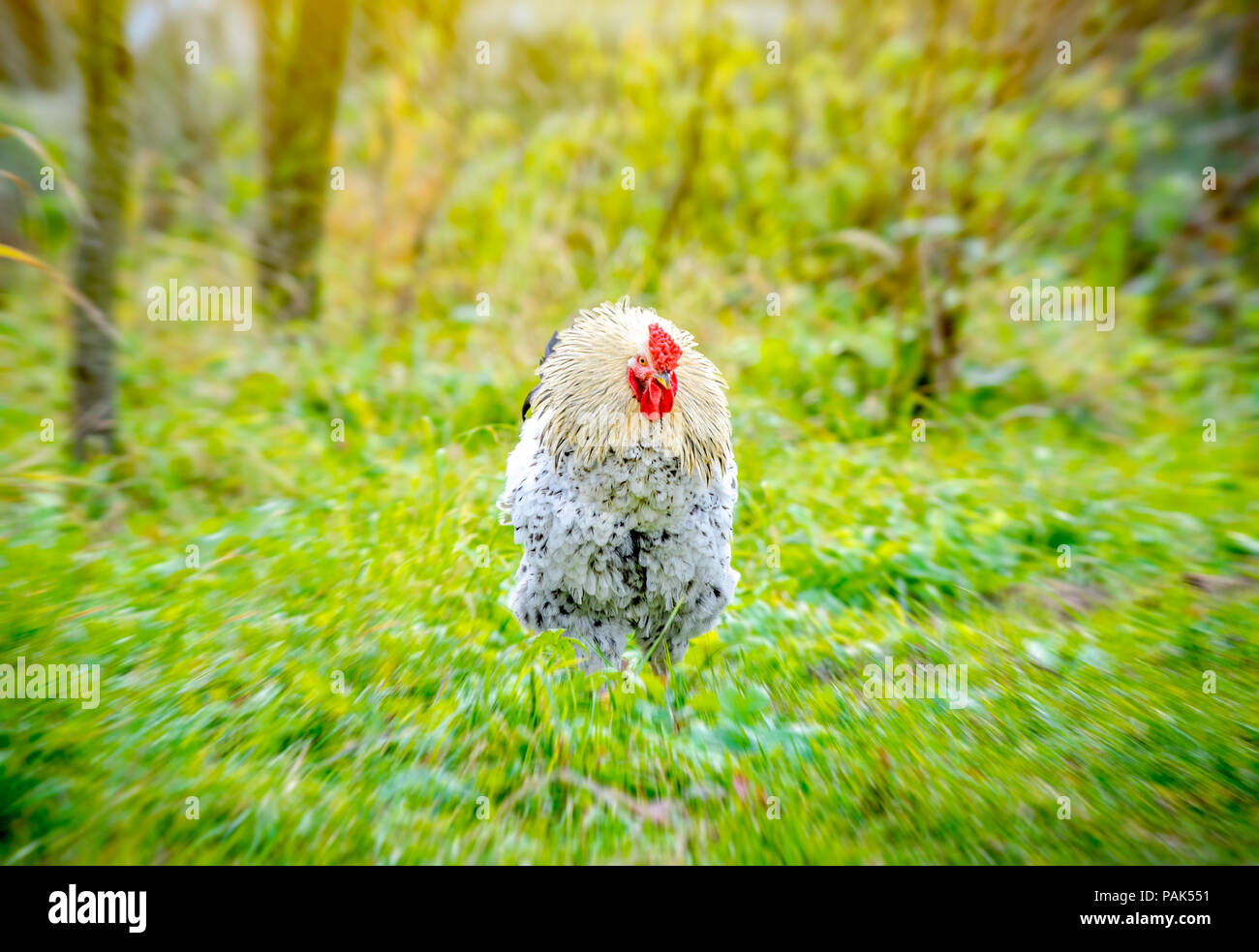 Rooster running towards me in a green garden with a strong movement ...