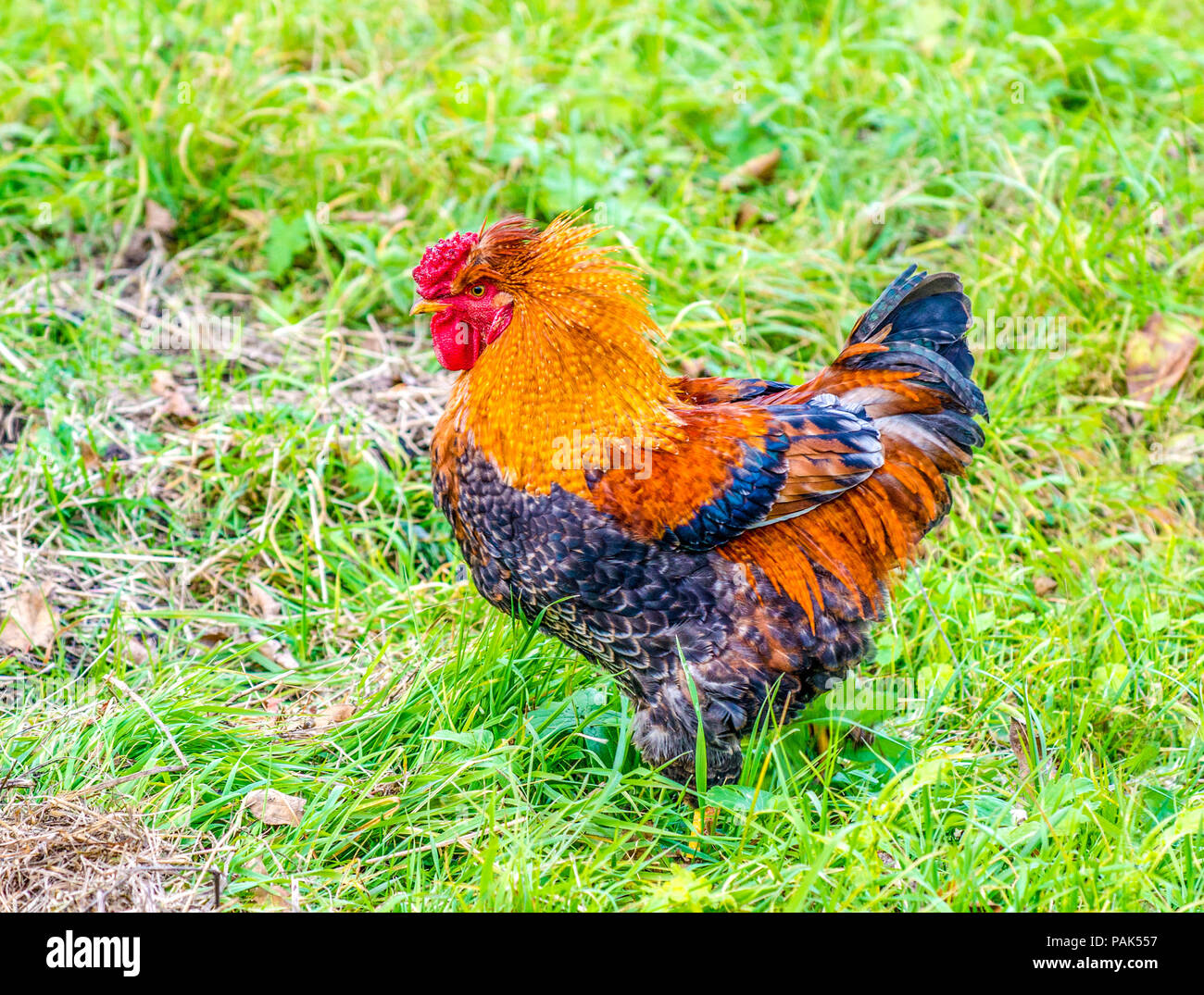 Angry fruious rooster with crazy expression and feathers all lifted up ...