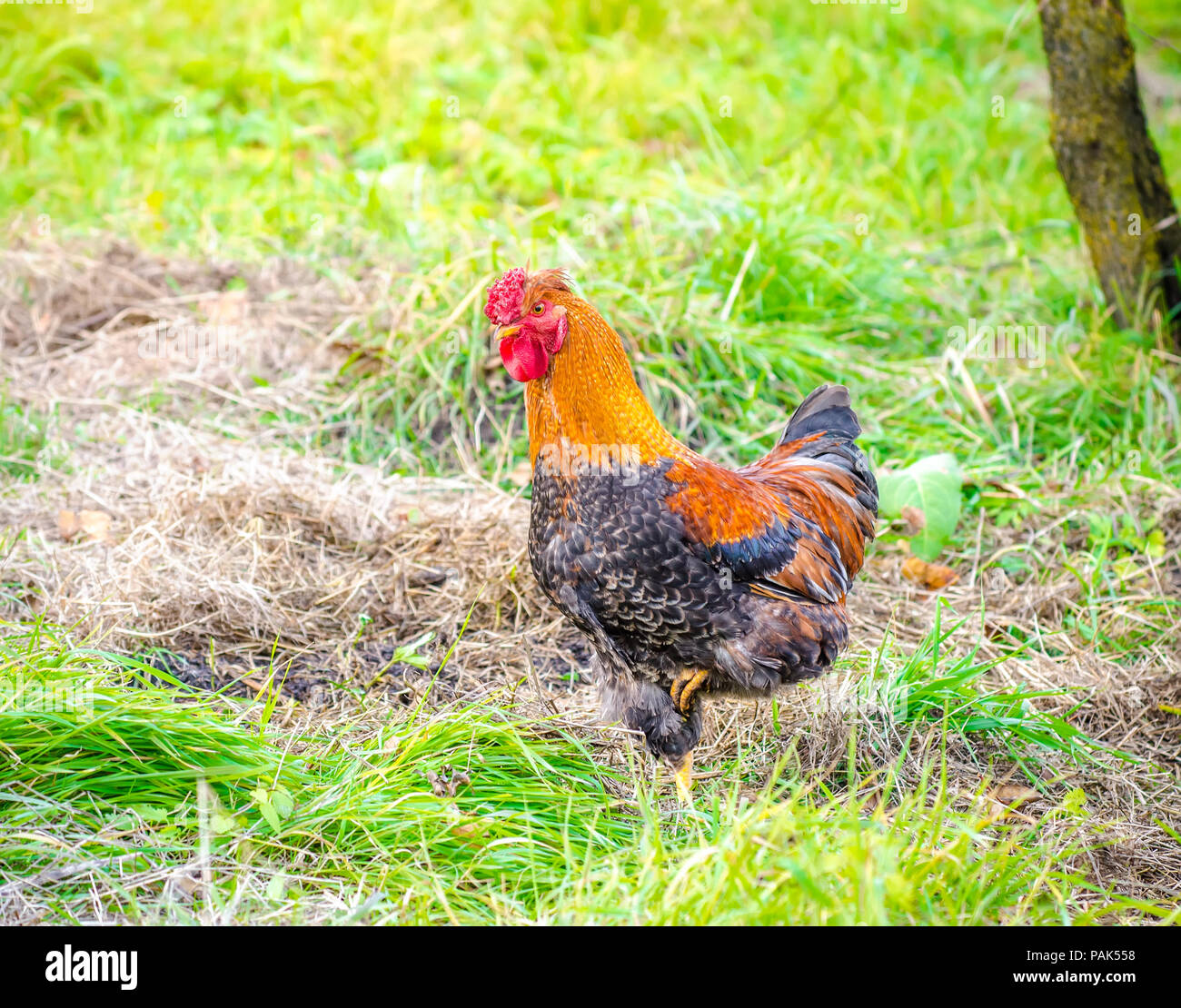 Angry hen hi-res stock photography and images - Alamy