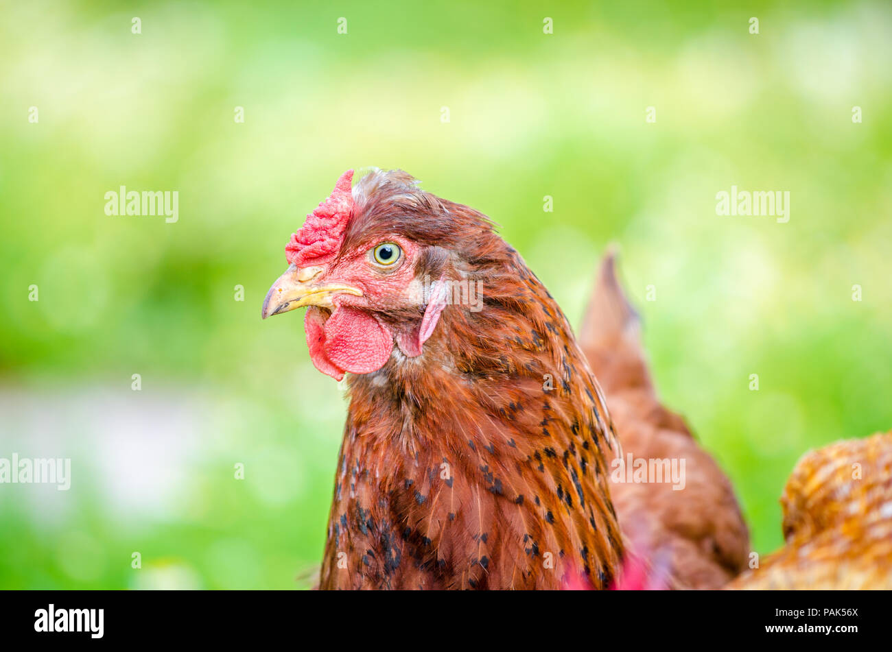 Chicken close portrait with details of the beak eye head and brown ...