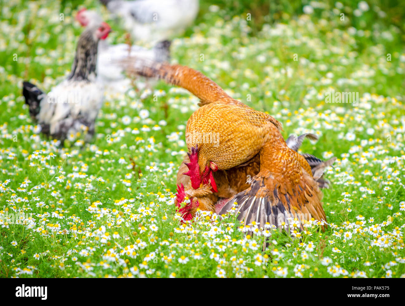 Chicken mating hi-res stock photography and images - Alamy