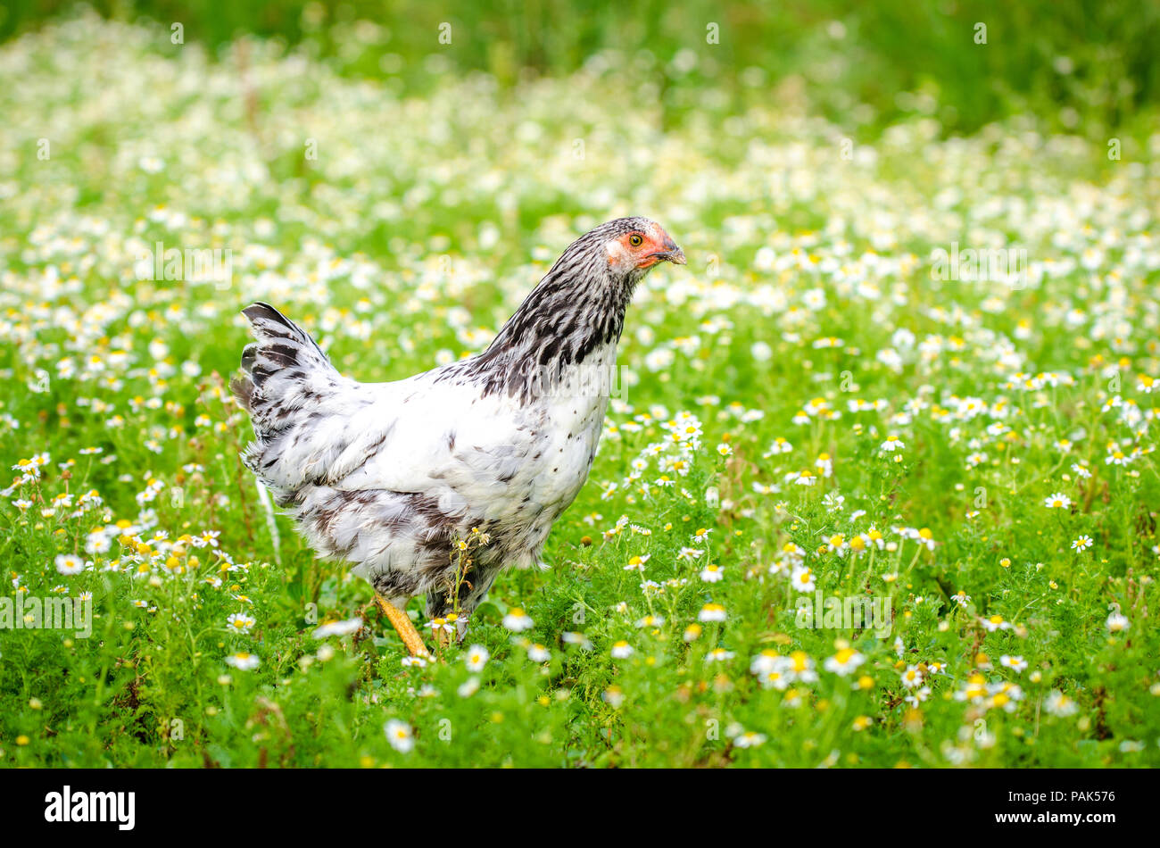 Chicken running hi-res stock photography and images - Alamy