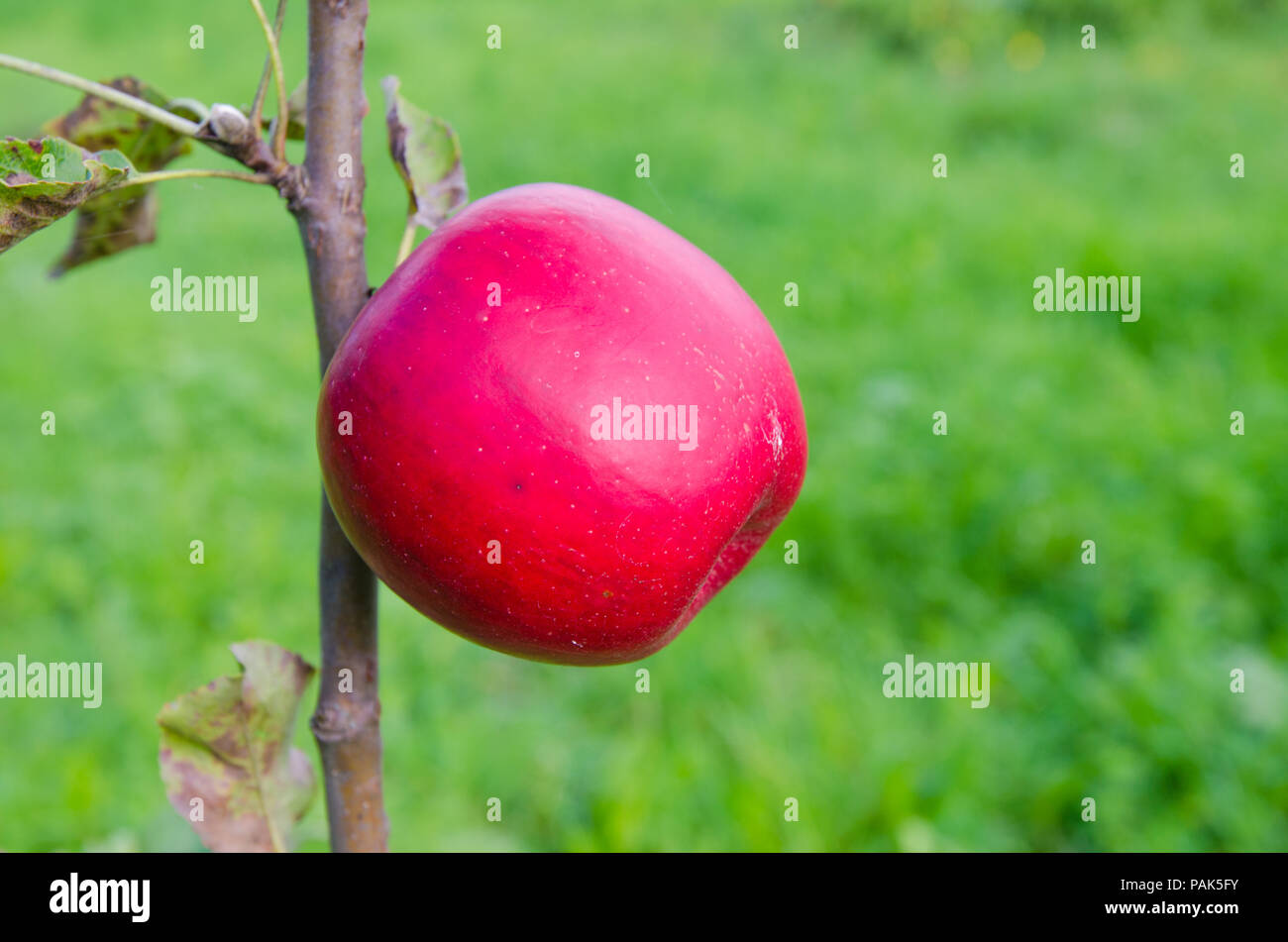 Red apple on a branch hi-res stock photography and images - Alamy