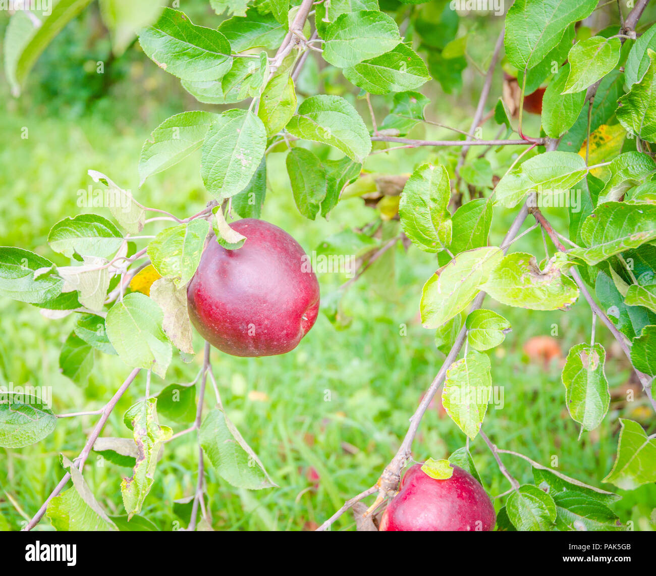 Starkrimson delicious hi-res stock photography and images - Alamy