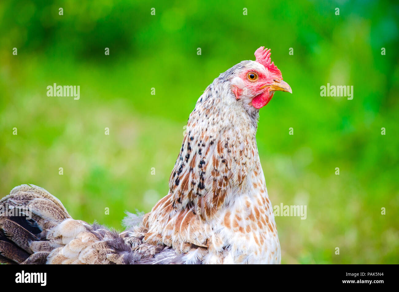Chicken portrait in a close view on a sunny day with a fresh green ...