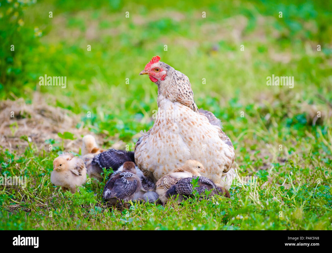 Chicken hen protecting her sall cute chicks wich are sitting under her ...
