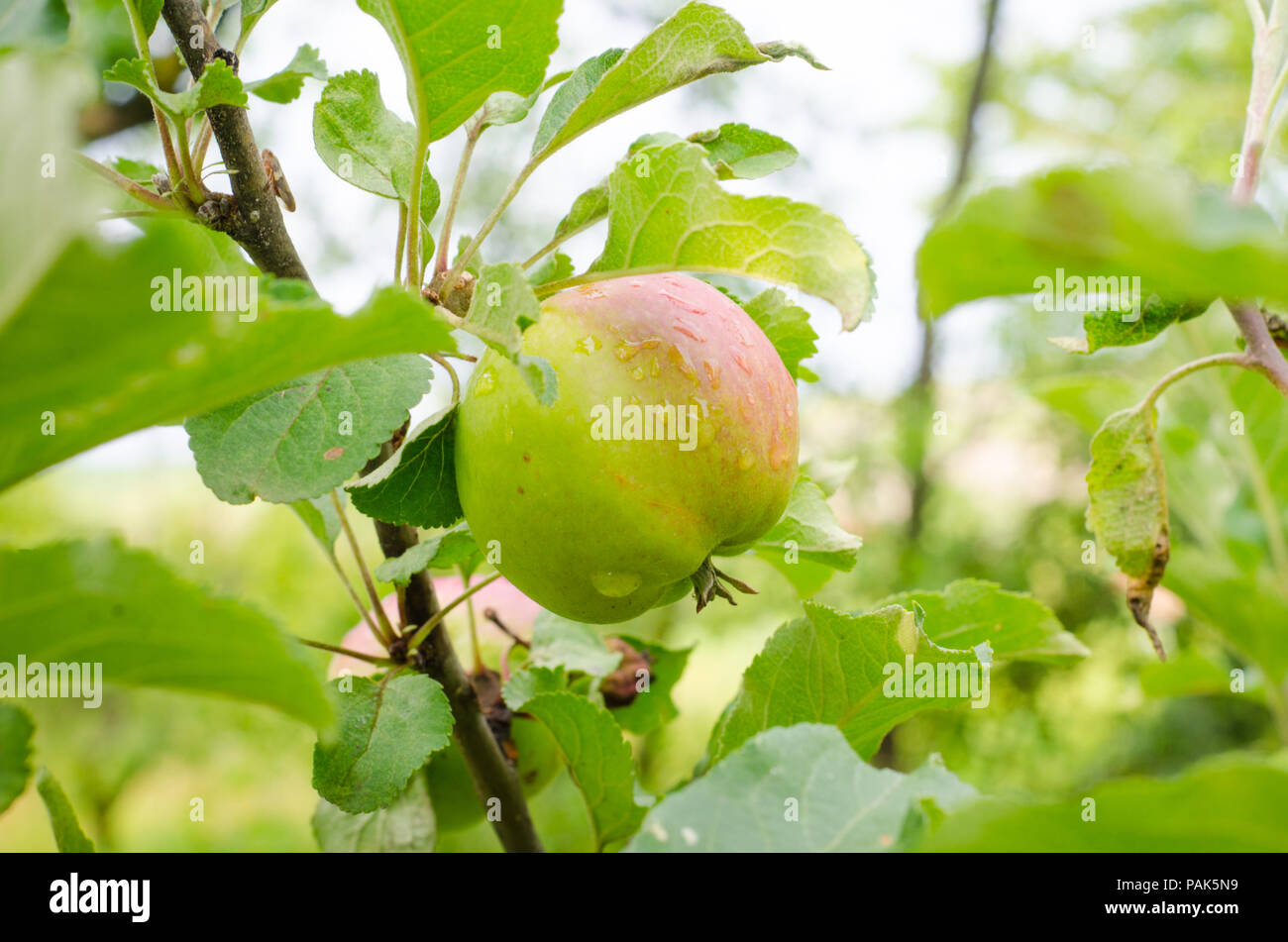 Sweet juicy apple on a branch with leafs all around with a fresh green ...