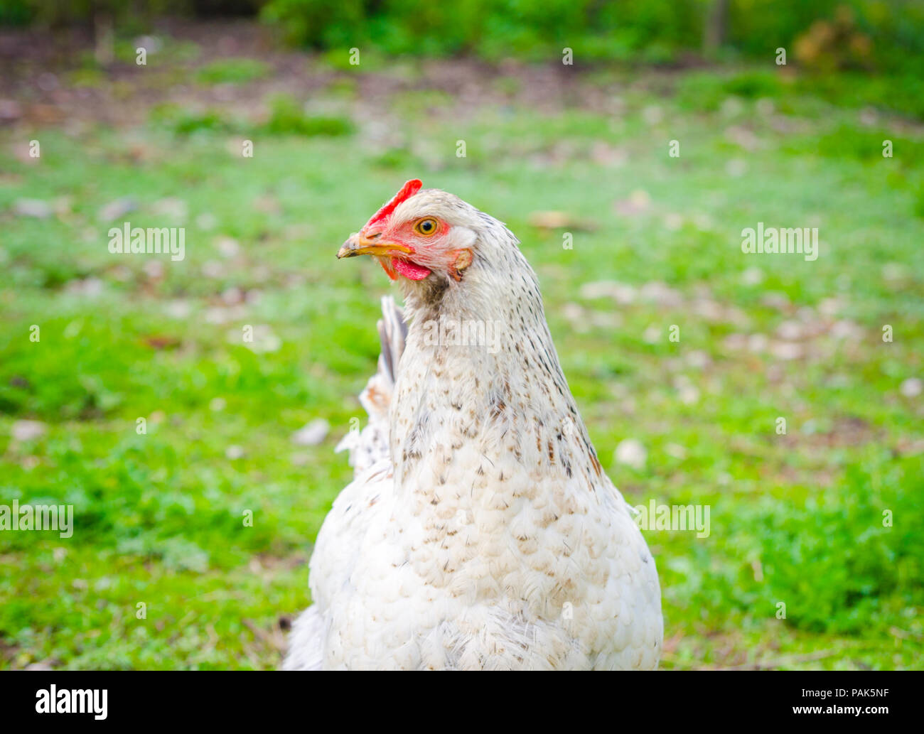 White chicken looking at me in a close view with green grass on the ...