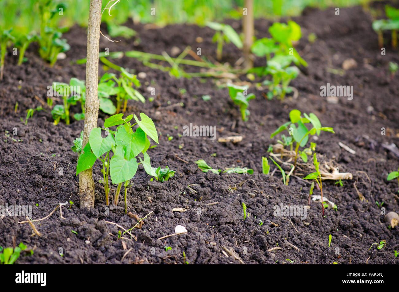 Small young new pea plant growing in fertile rural soil with a pole ...