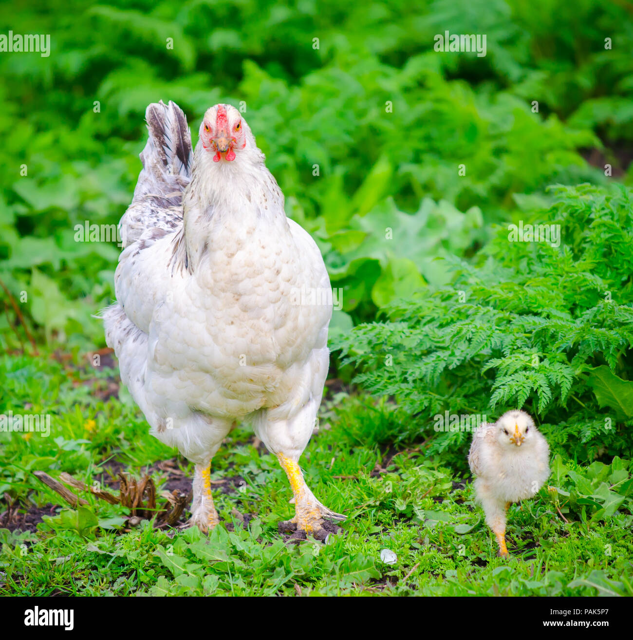 White Chicken Hen