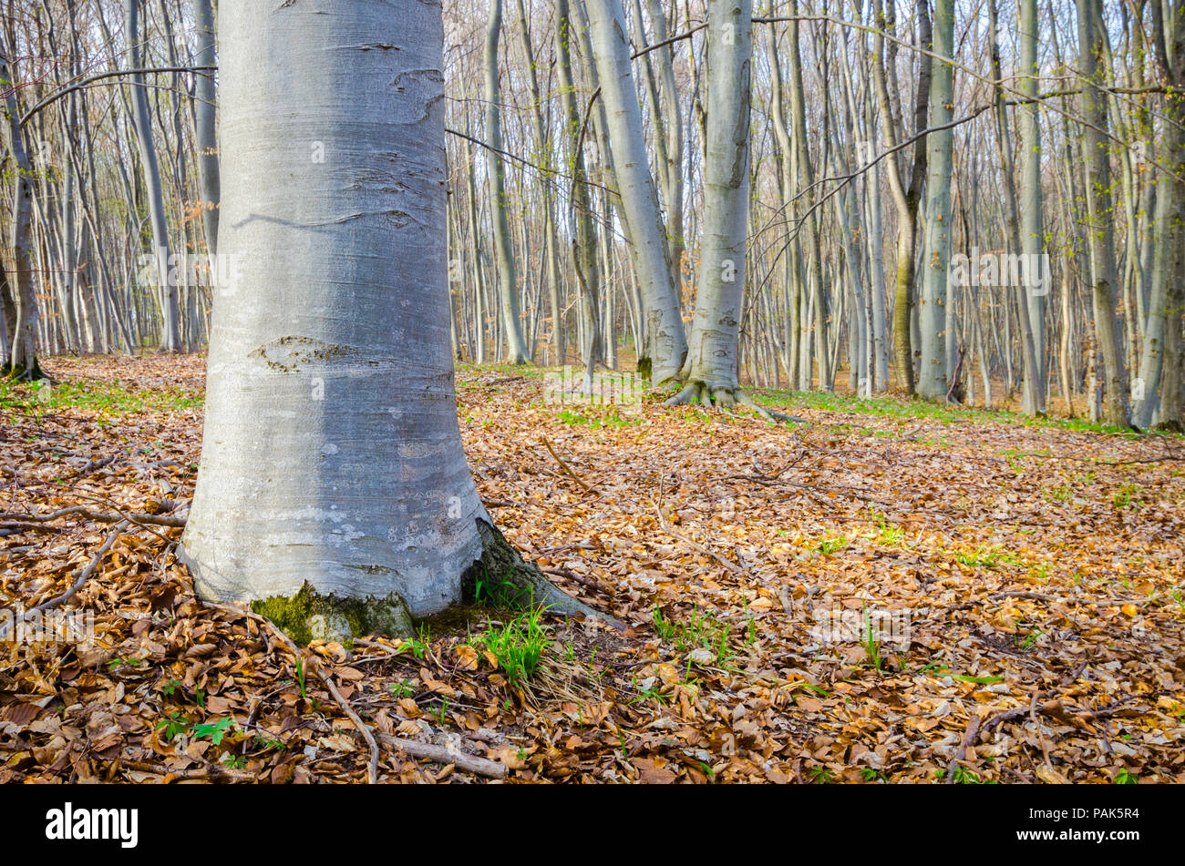 Forest trees with a close look front view at a oak tree base with clean ...
