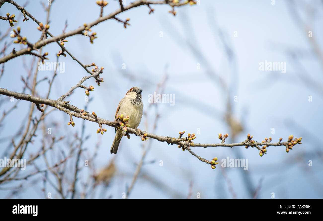Small bird hanging on a tree branch during a cloudy spring day with ...