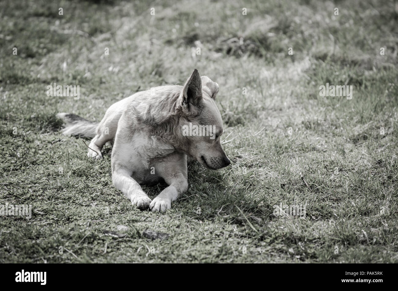Puppy dog crying with a sad depressed painfull expression in suggesting ...