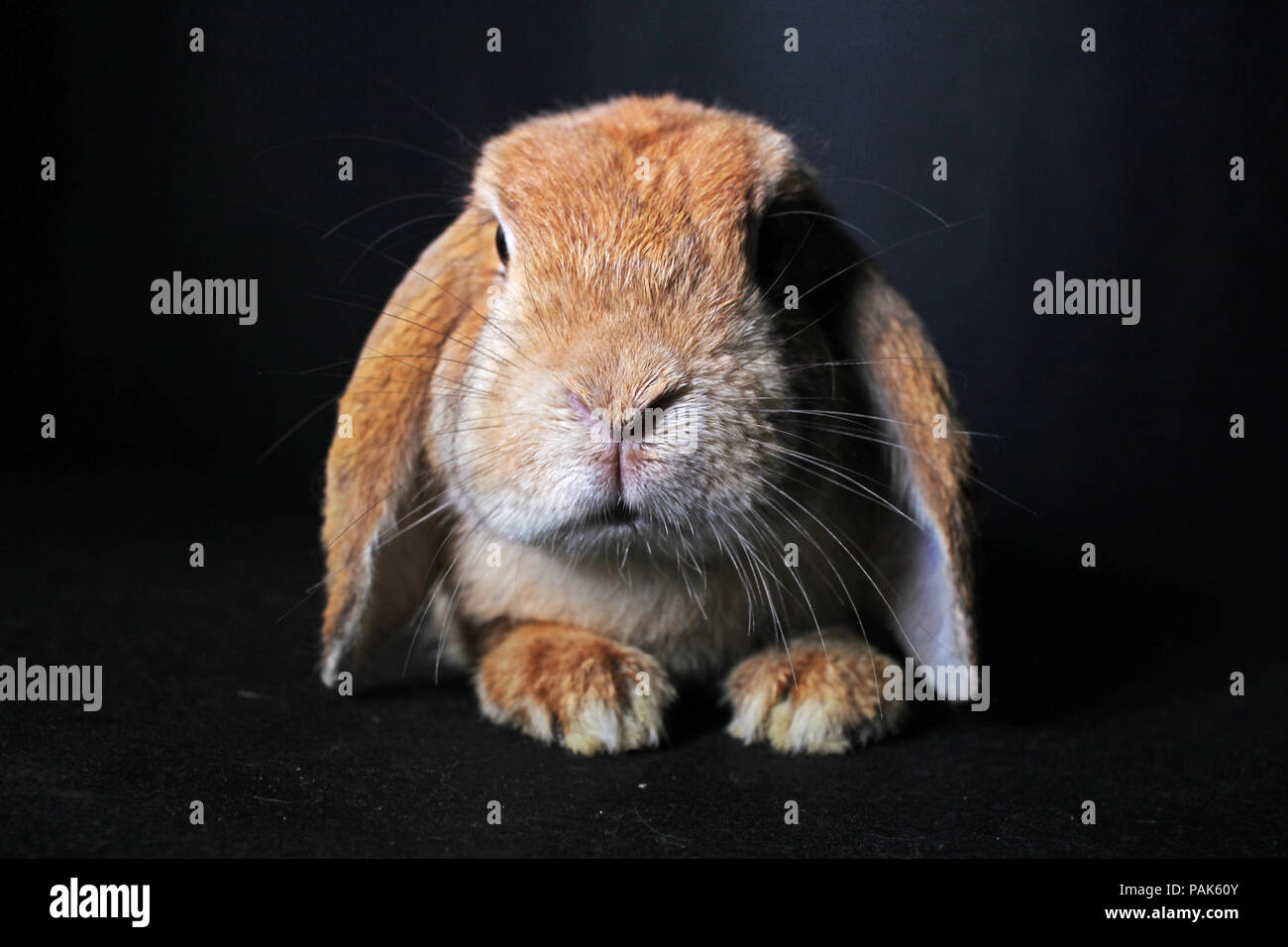 Orange lop rabbit dwarf mini bunny on black background. Cute baby lops ...