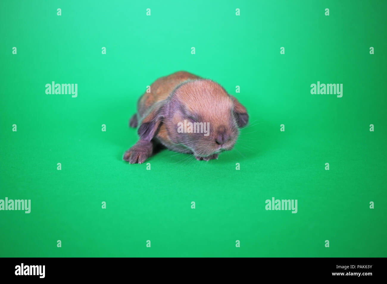 New born baby bunny rabbit kit mini lop Stock Photo - Alamy