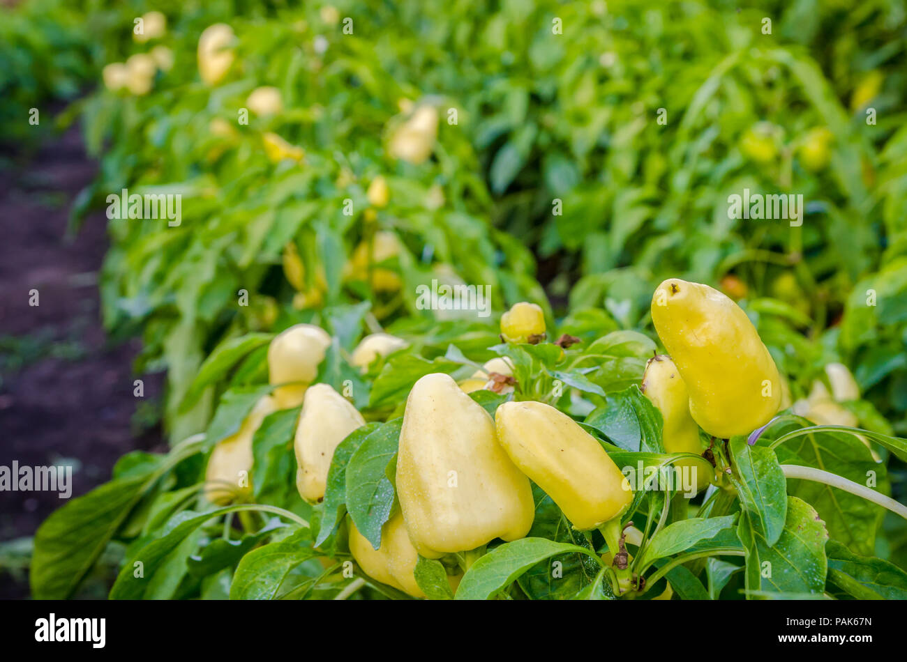 Peppers in a patch in a garden Stock Photo - Alamy