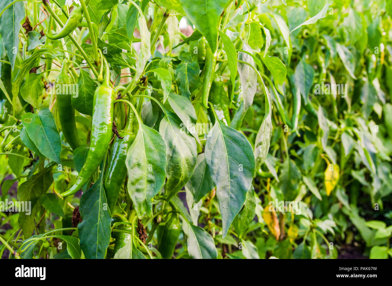 Green pepper patch with many green plants in a garden on a sunny summer ...