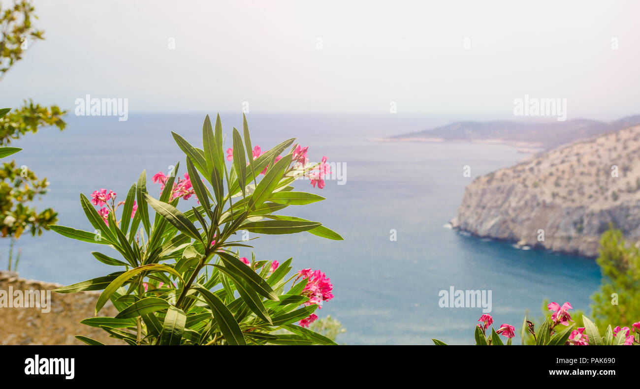 Flowers nerium oleander greece hi-res stock photography and images - Alamy