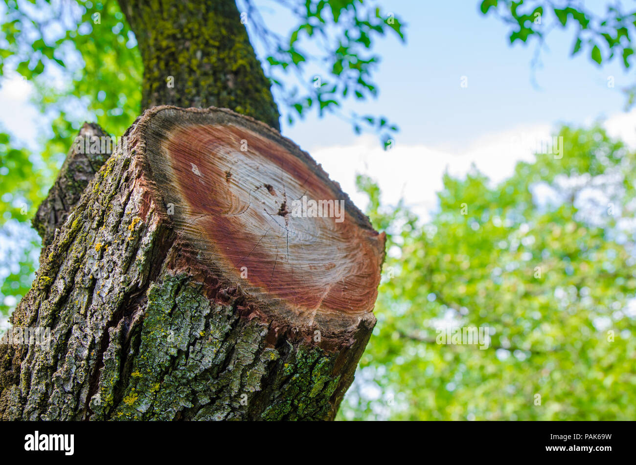 Chopped branch hi-res stock photography and images - Alamy