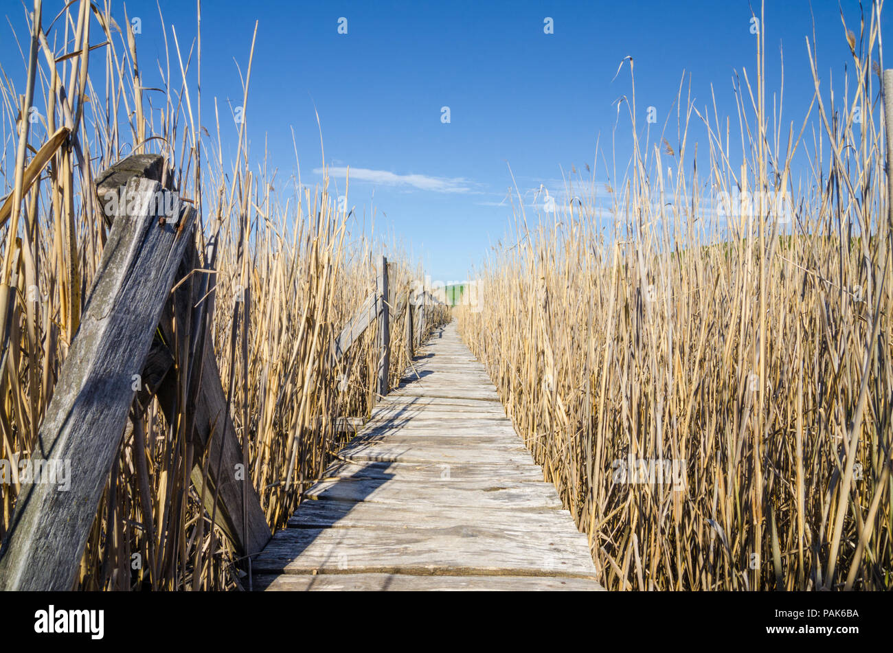 Reed plantation hi-res stock photography and images - Alamy