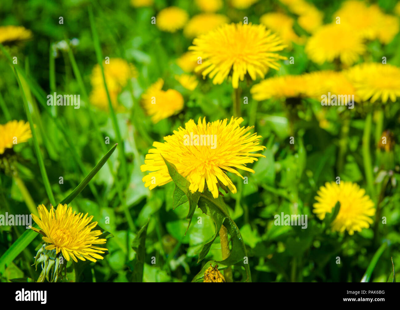 Spring dandelion flower closeup with other yellow ones on the ...