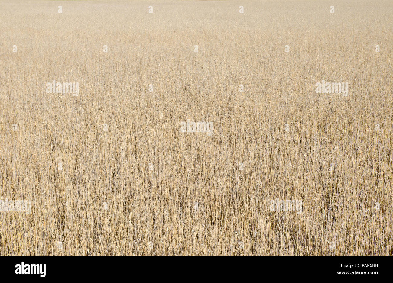 Reed field texture background in a reservation with a warm look Stock ...