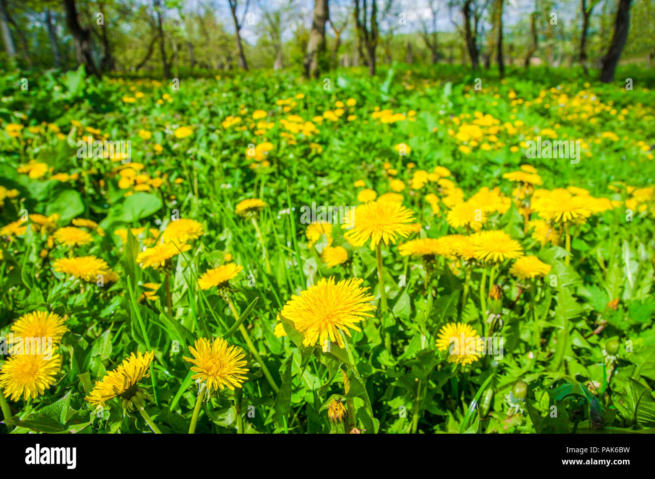Because its a strong dandelion hi-res stock photography and images - Alamy