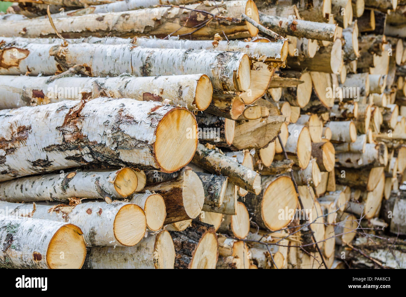 Chopped wood pile made from cut trees arranged in a stack with white ...