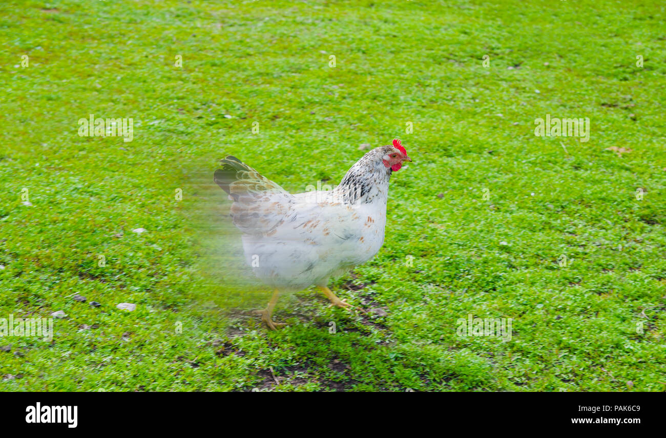 Chicken running fast through the yard on green fresh grass with a ...