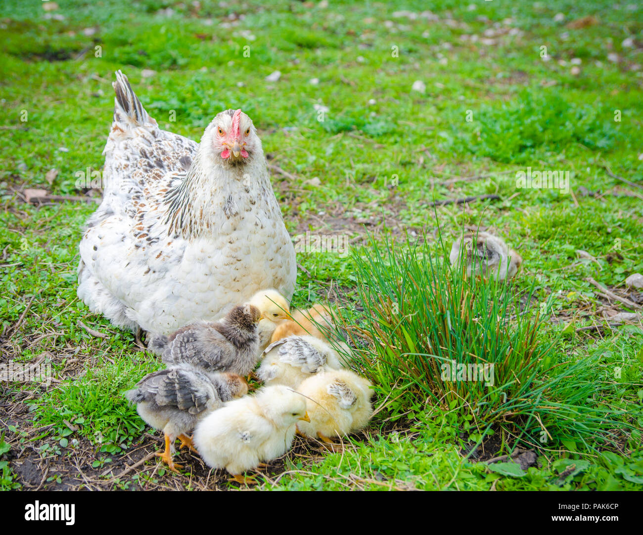 A hen staring at you with small beautifull fluffy chicks and green ...
