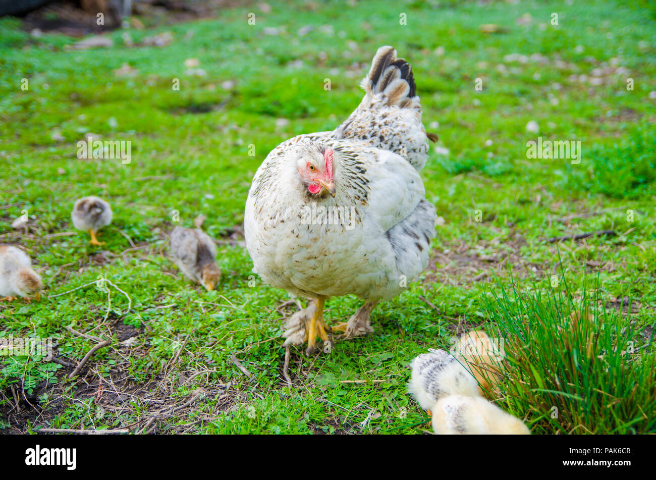 A hen staring at you with cute chicks and green fresh grass on the ...
