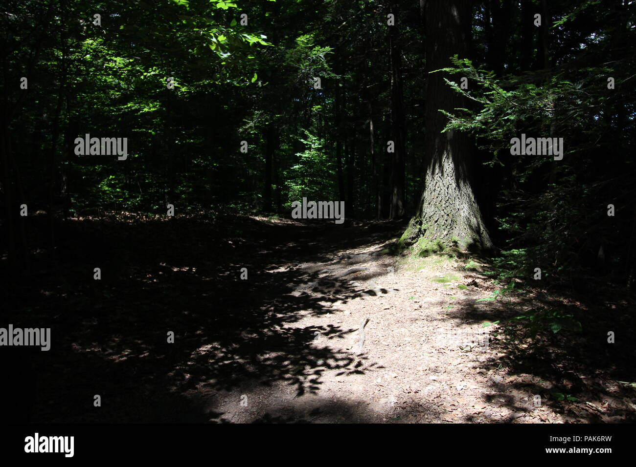 light shines on a tree in mohican state park Stock Photo - Alamy