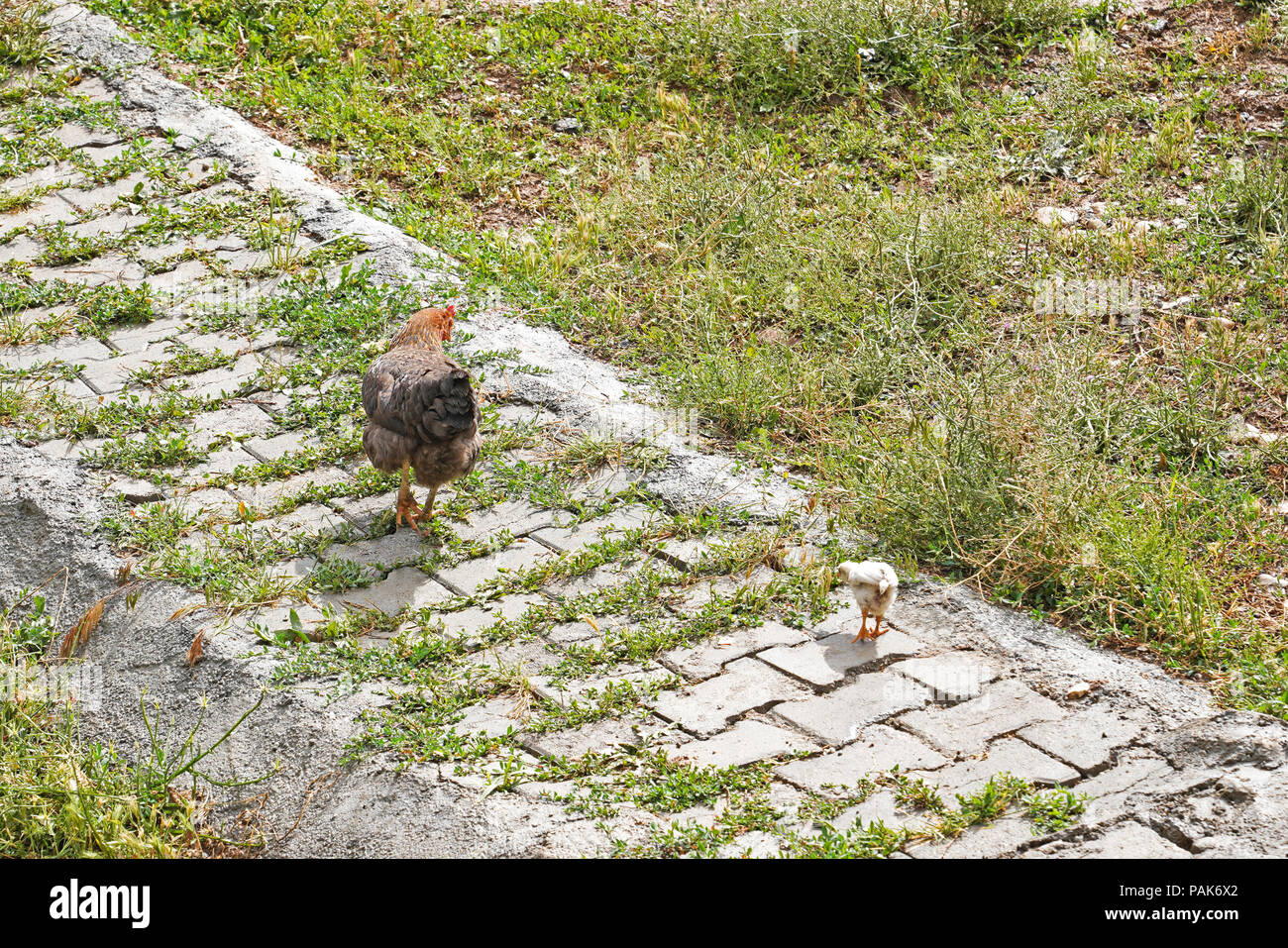 One chicken and a chick on the sidewalk Stock Photo - Alamy