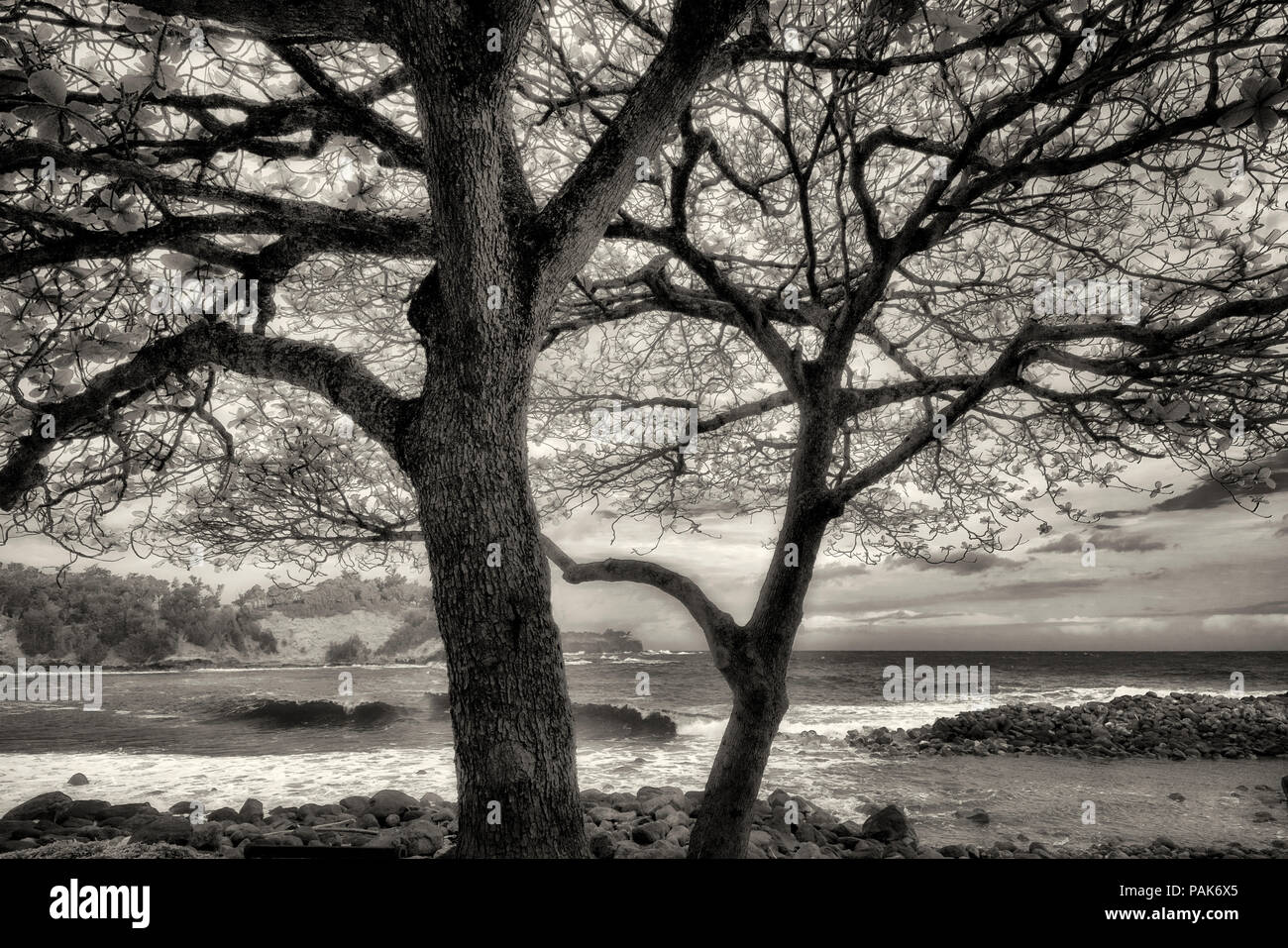 Waves and tree at Keokea Beach Park. Hawaii, The Big Island Stock Photo ...