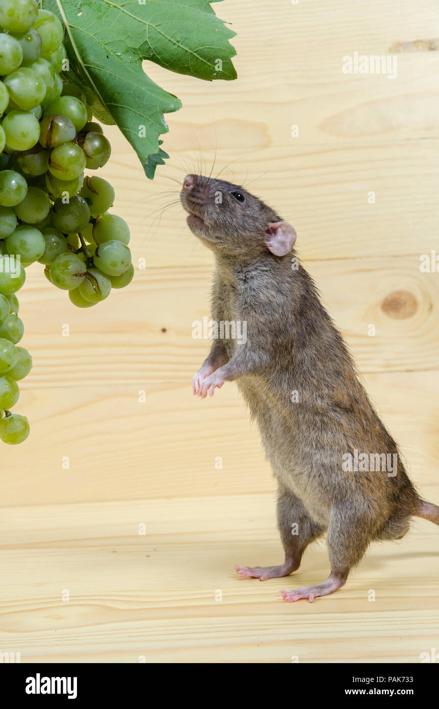Wooden Rats High Resolution Stock Photography and Images - Alamy